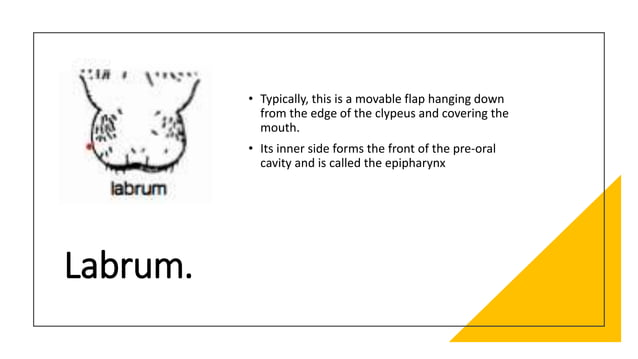 TYPES OF MOUTH PARTS.pptx | Beekeeping | Hobbies & Interests