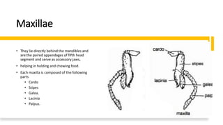 TYPES OF MOUTH PARTS.pptx