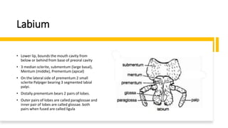 TYPES OF MOUTH PARTS.pptx