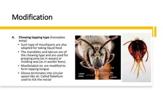 TYPES OF MOUTH PARTS.pptx