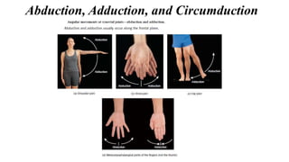 Movements Of Synovial Joints