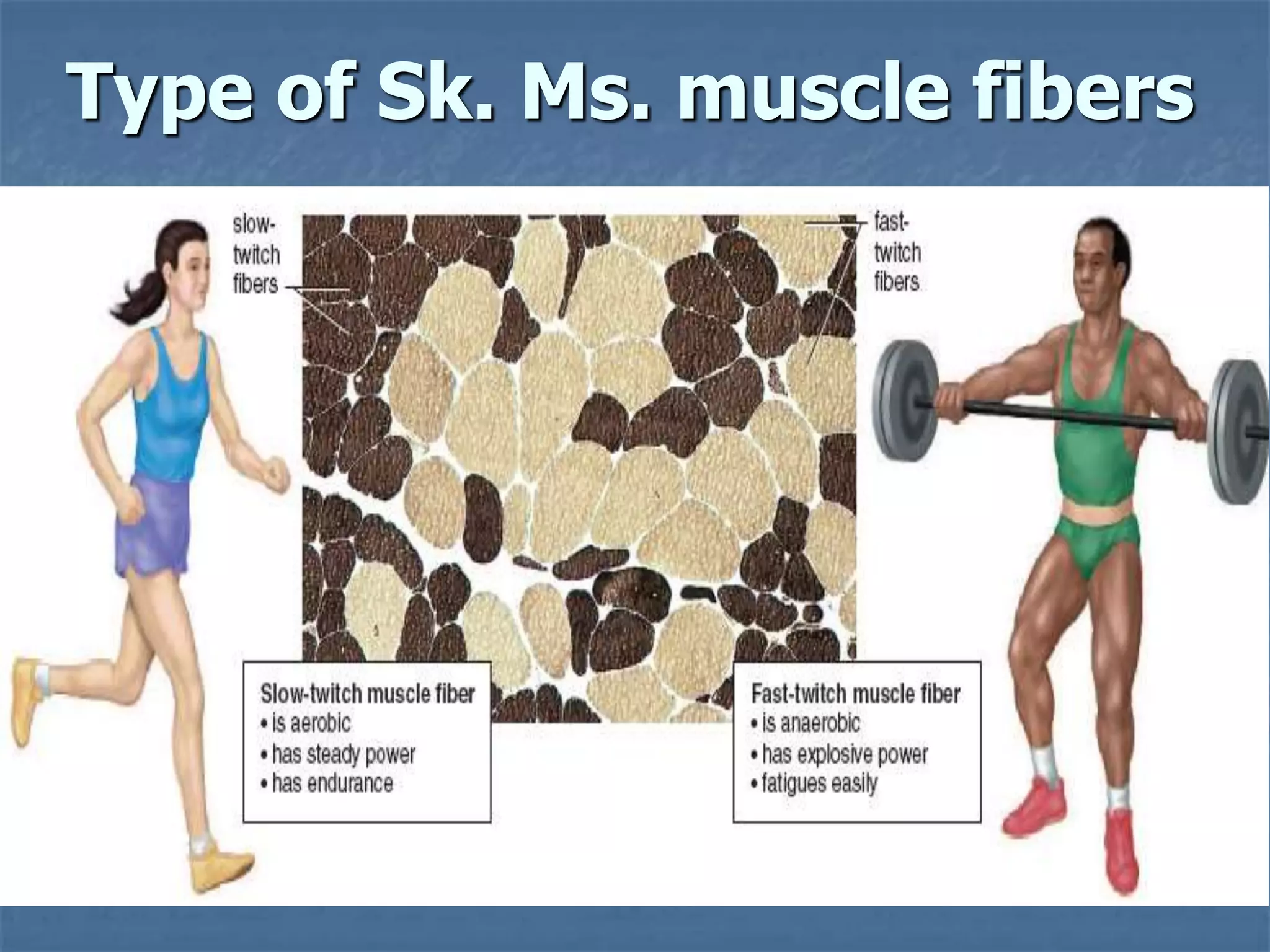 Types of ms fibers & types of exercise dr gad | PPT