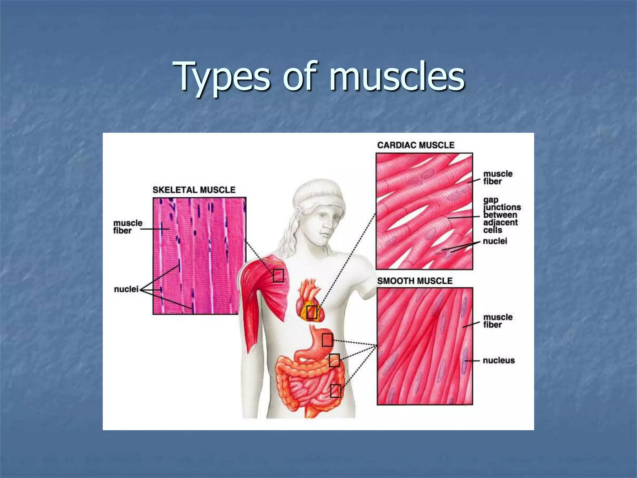 Types of ms fibers & types of exercise dr gad | PPT