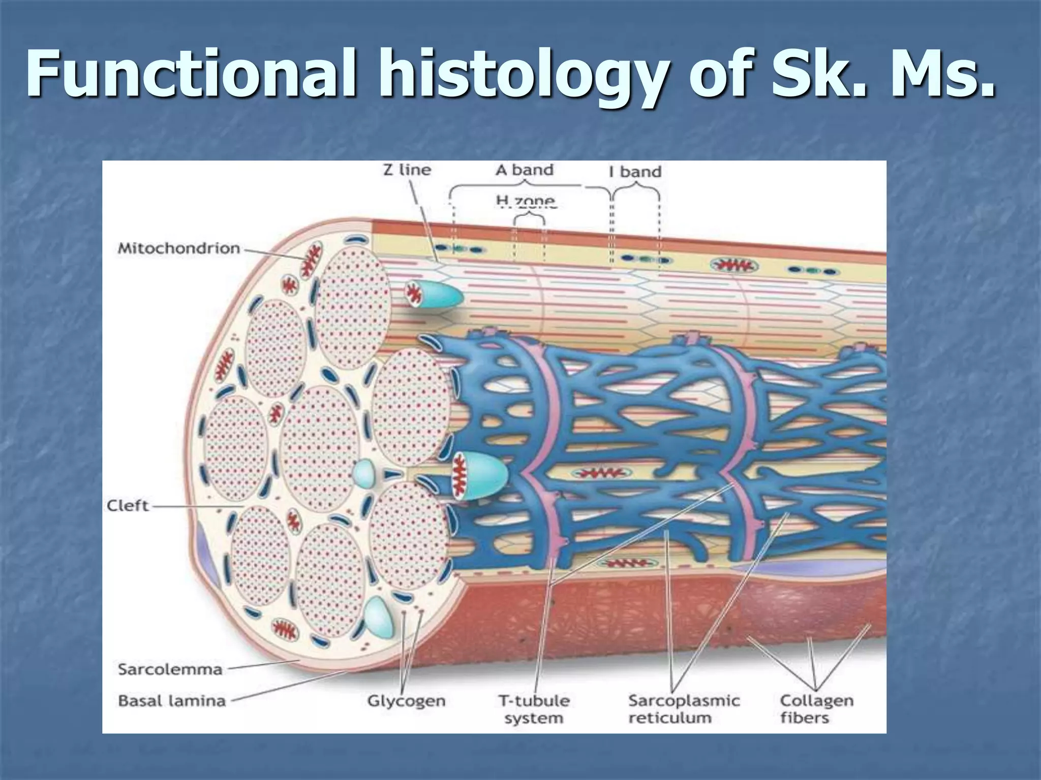 Types of ms fibers & types of exercise dr gad | PPT