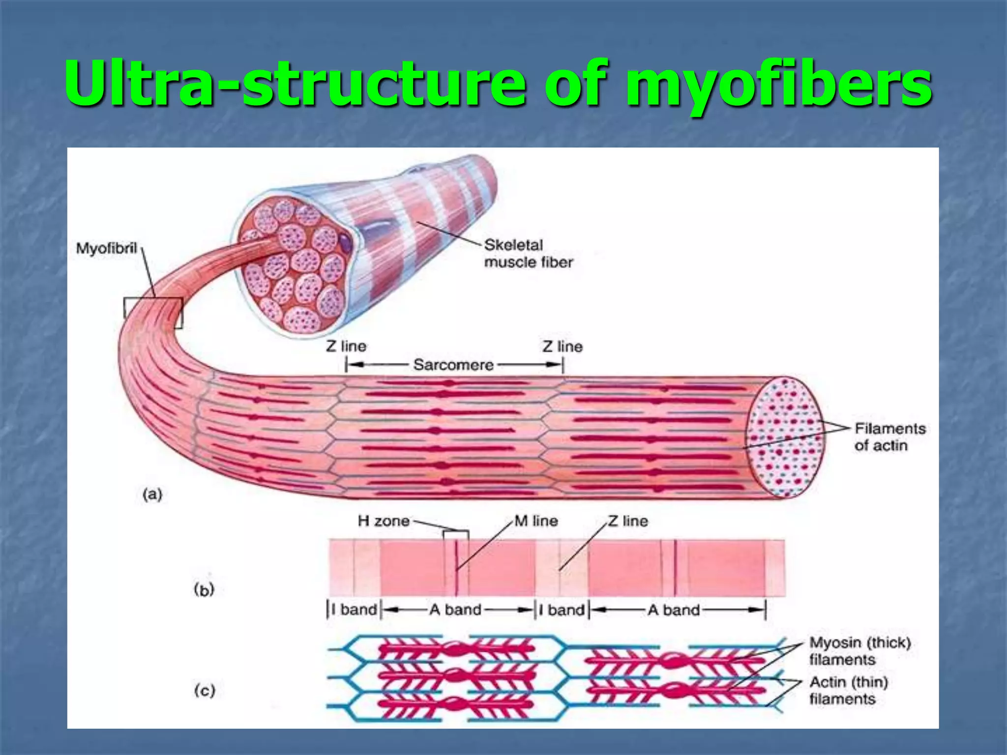 Types of ms fibers & types of exercise dr gad | PPT