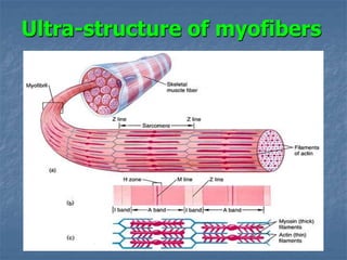 Types of ms fibers & types of exercise dr gad | PPT