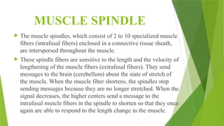 TYPES OF MUSCLE ACTION AND SENSORY RECEPTORS.pptx