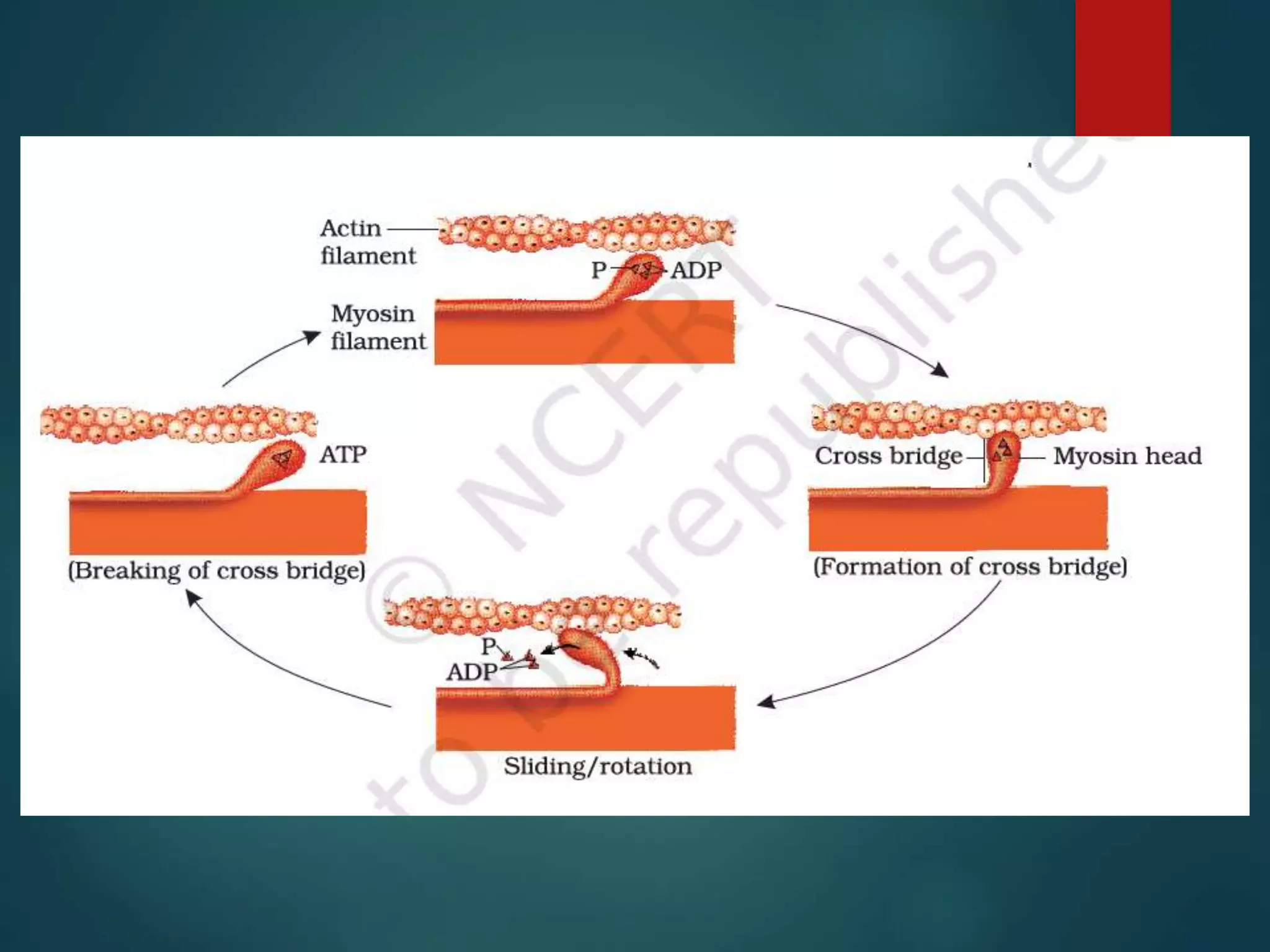 Types of muscle bioengeenring.pptx | Biological Sciences | Science