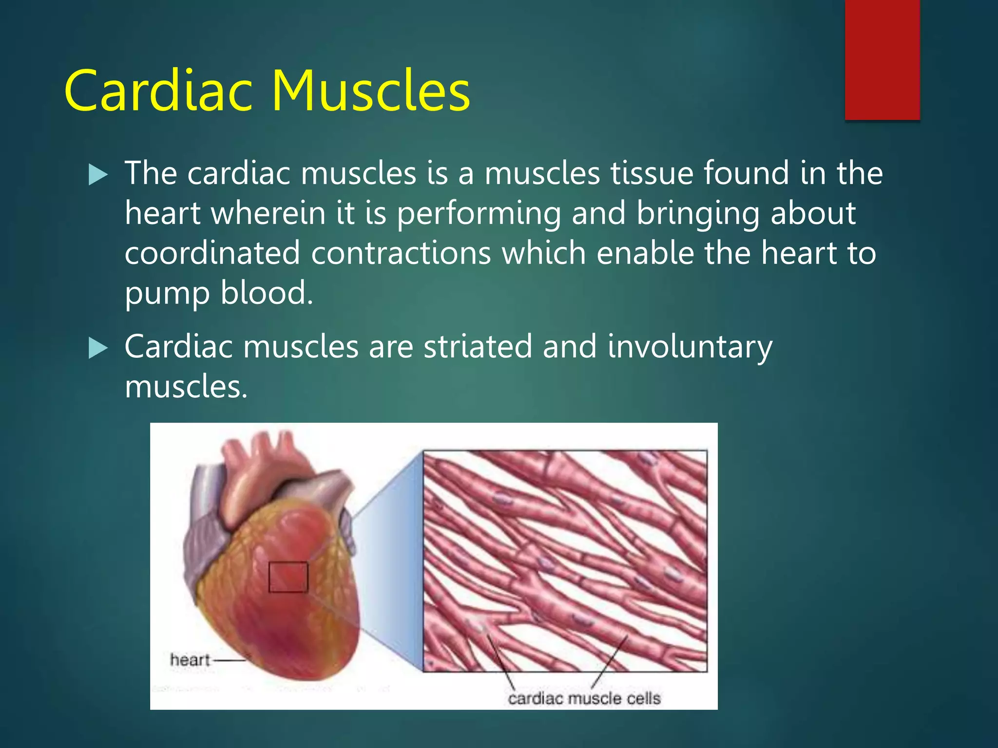 Types of muscle bioengeenring.pptx | Biological Sciences | Science