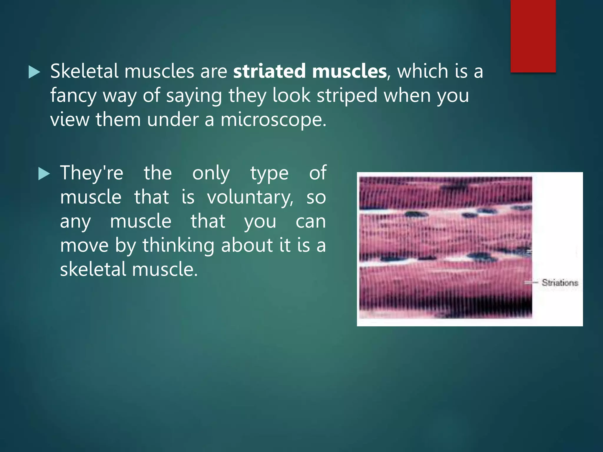 Types of muscle bioengeenring.pptx | Biological Sciences | Science