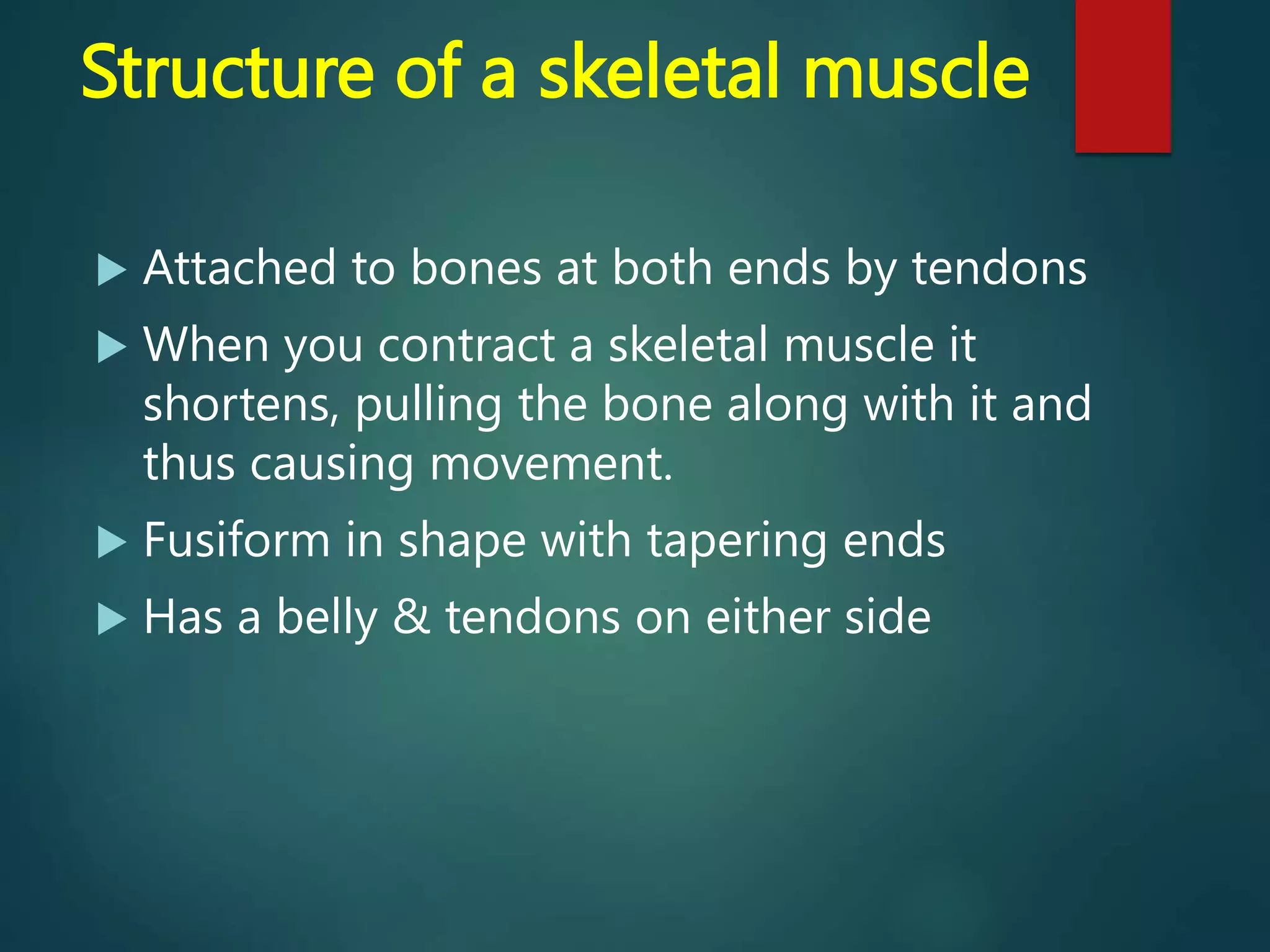 Types of muscle bioengeenring.pptx | Biological Sciences | Science