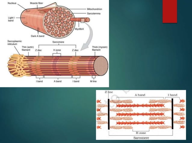 Types of muscle bioengeenring.pptx | Biological Sciences | Science