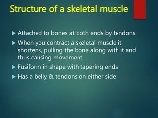 Types of muscle bioengeenring.pptx | Biological Sciences | Science