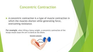 Types of muscle contraction | PPTX