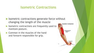 Types of muscle contraction | PPTX