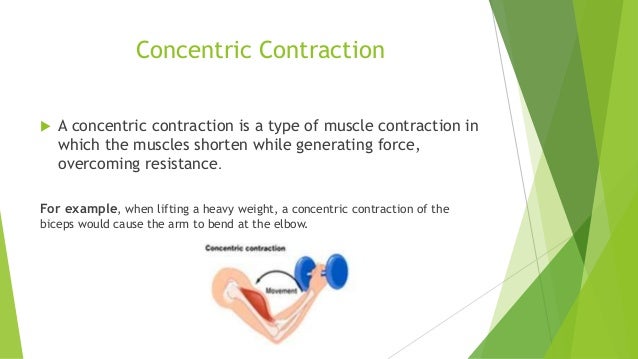 Types of muscle contraction