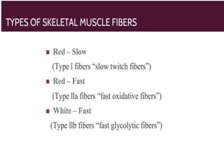 Types of muscles | PPTX