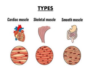 Types of muscles | PPTX