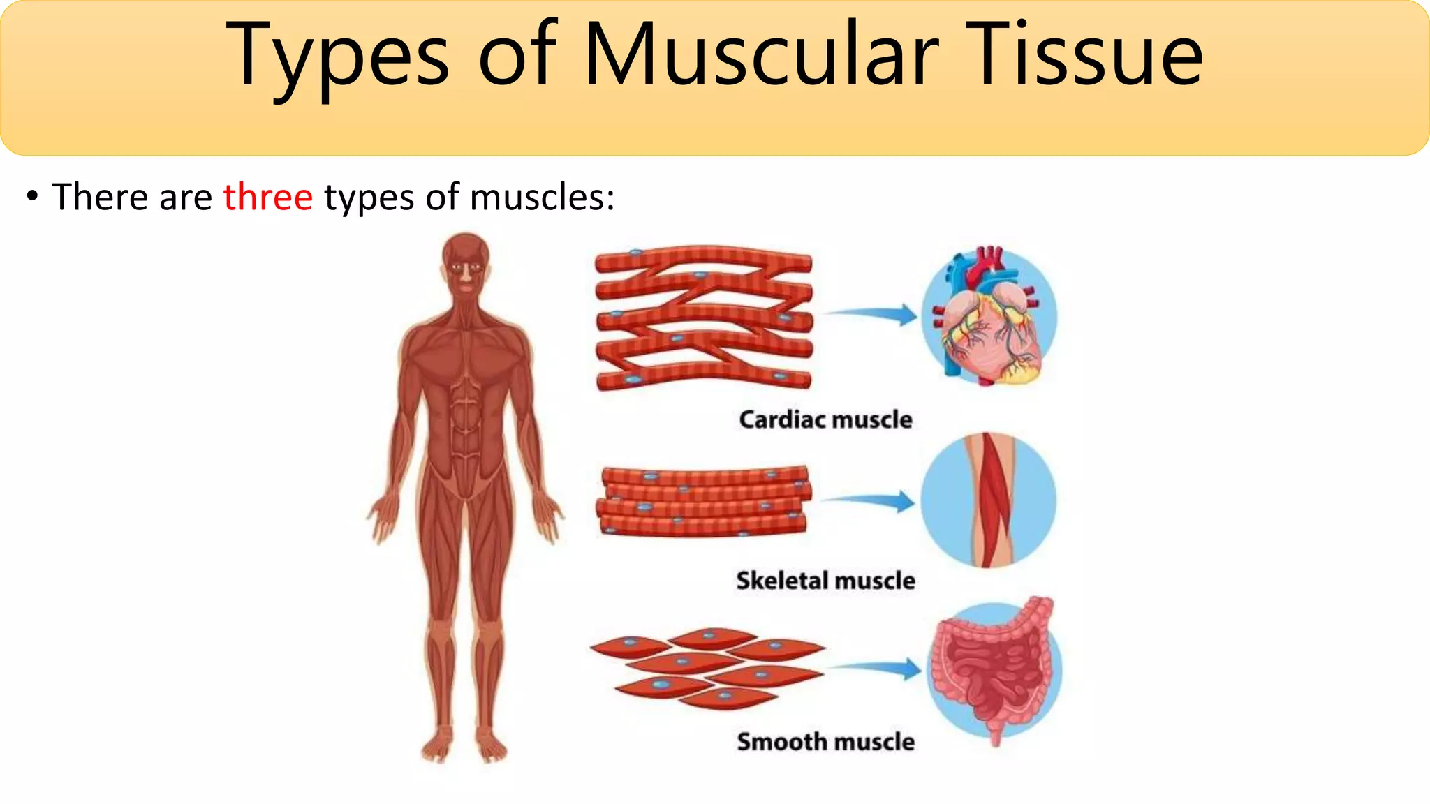 types of muscles.pptx