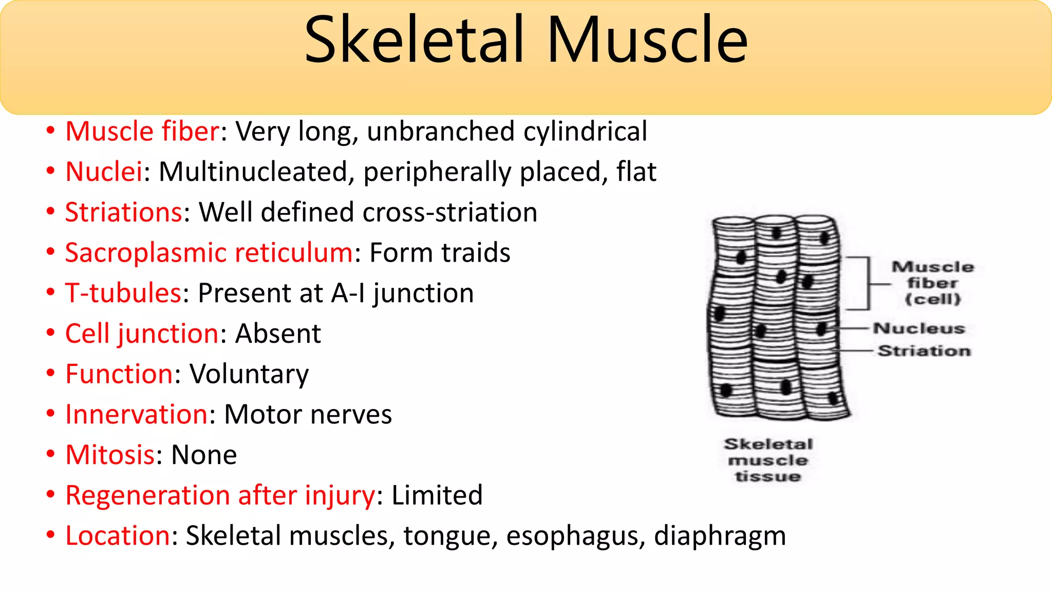 types of muscles.pptx