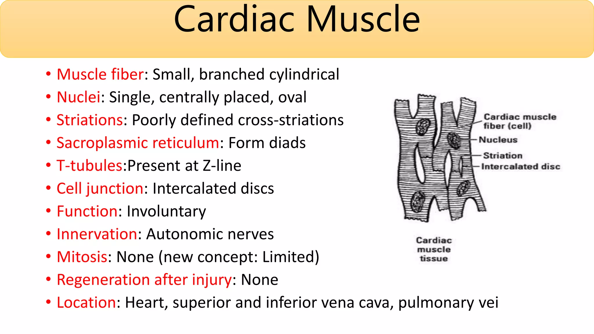 types of muscles.pptx
