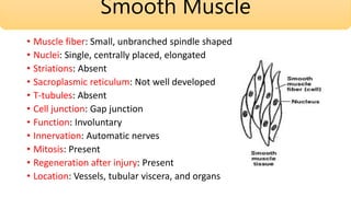 types of muscles.pptx