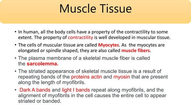 types of muscles.pptx