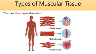 types of muscles.pptx