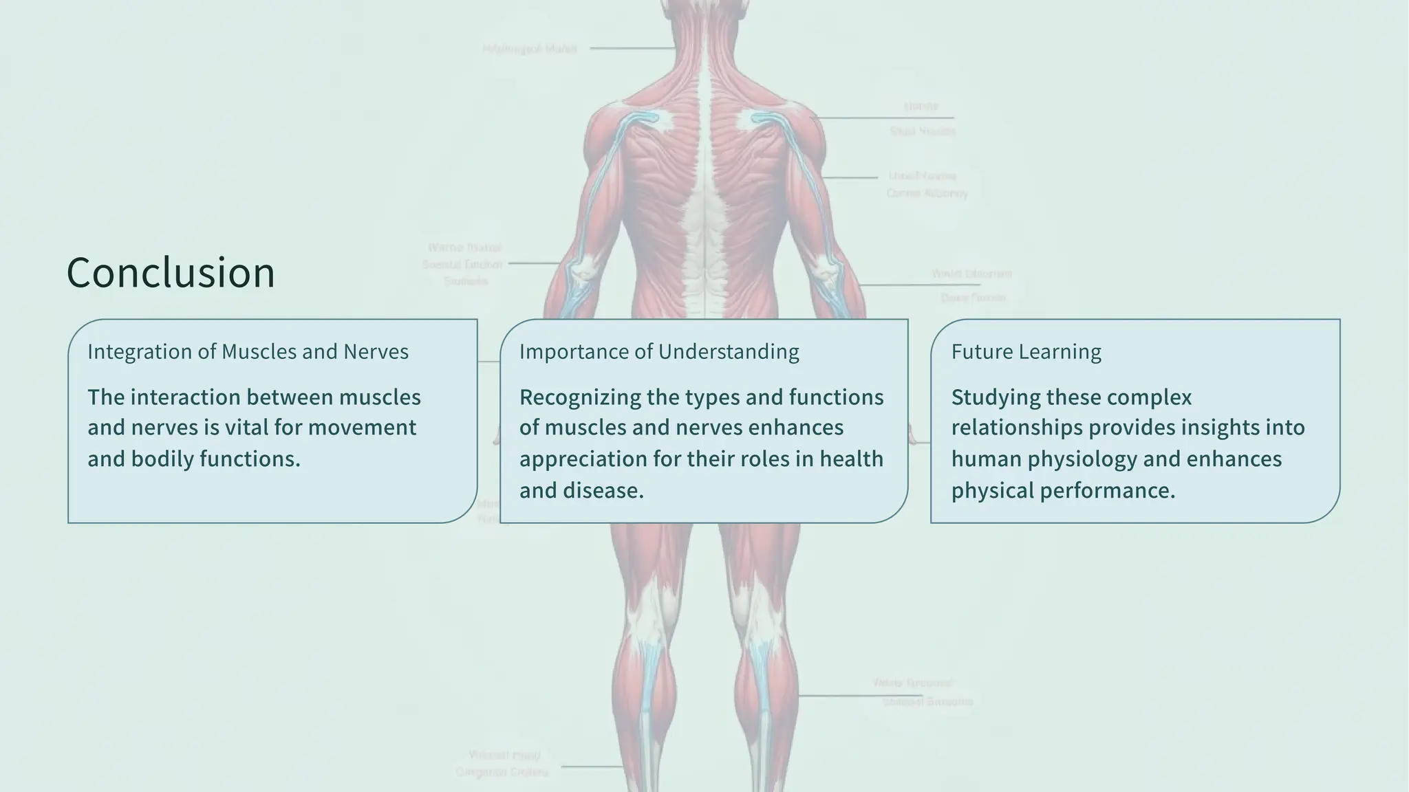 Types of Muscles and Nerves and their function .pdf