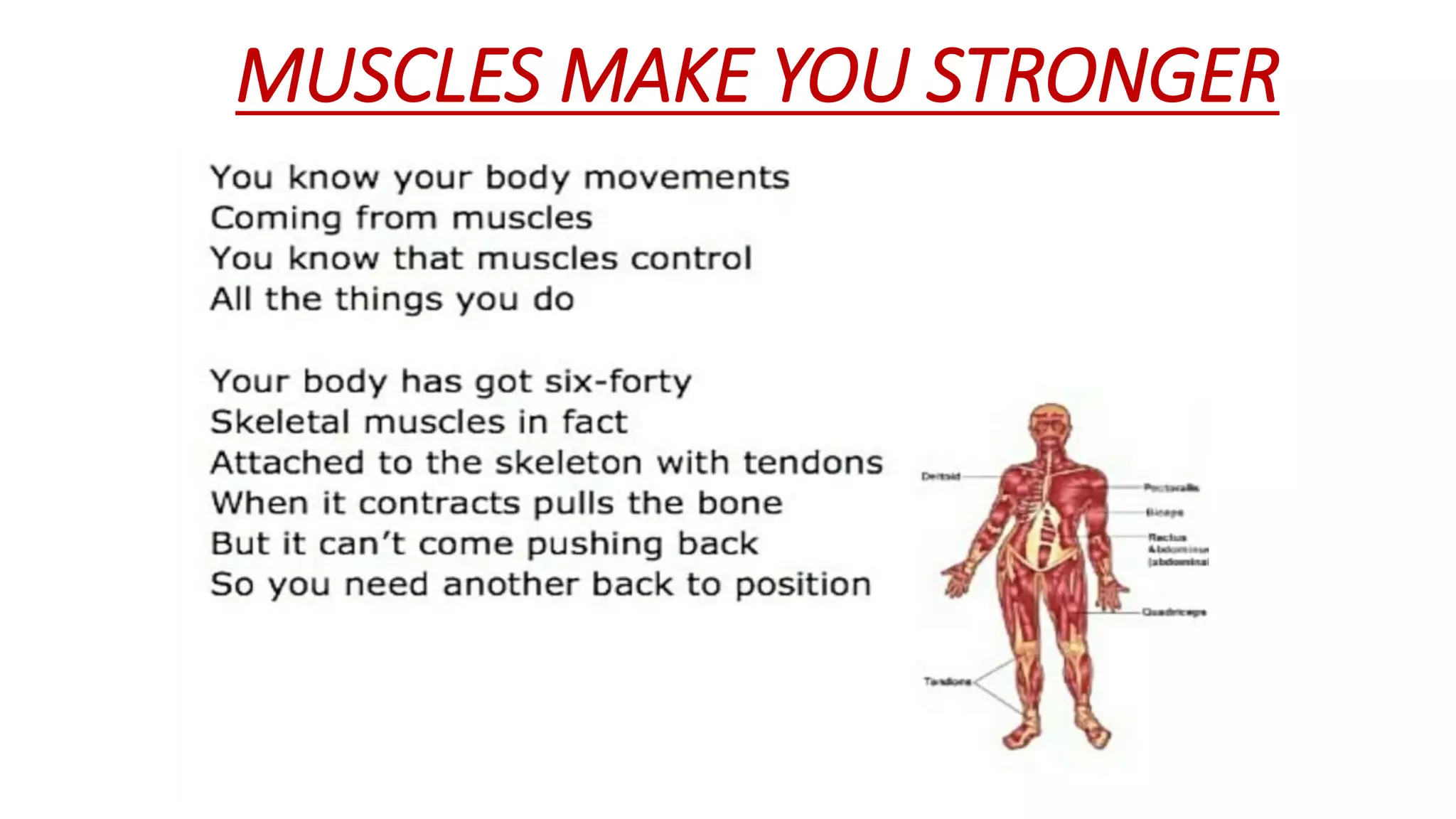 Types of muscles (song) | PPTX