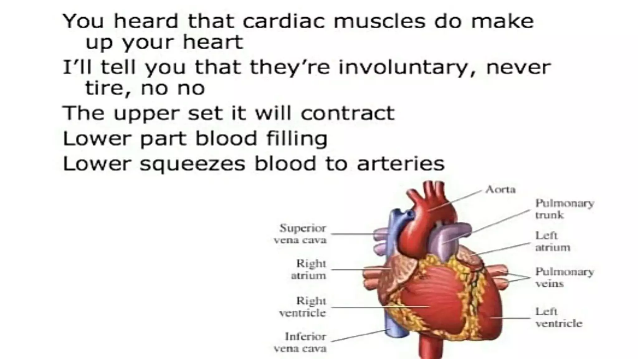 Types of muscles (song) | PPTX
