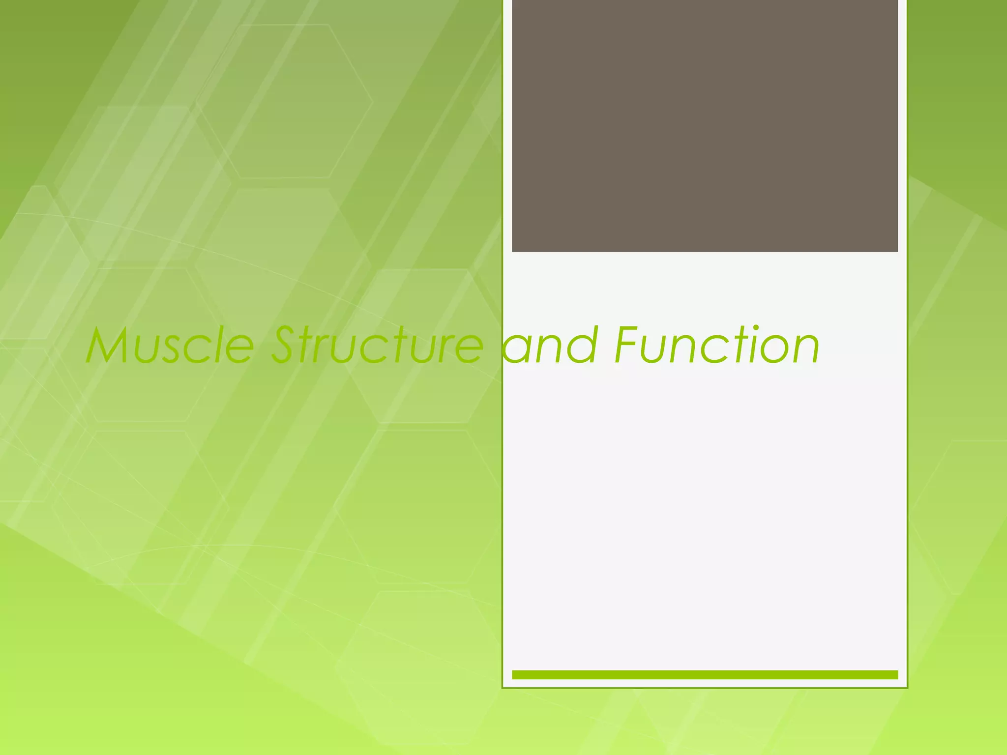 Types of Muscle Tissue | PPT