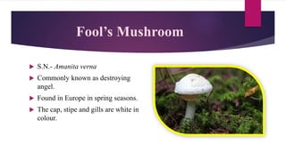 Types of Mushrooms and mushroom poisoning.pptx