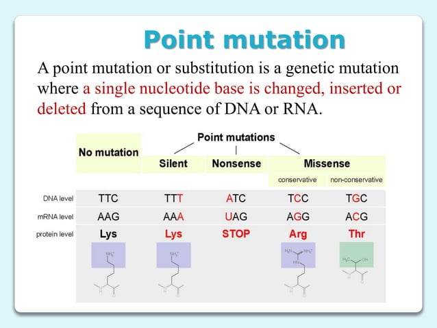 Types of mutation | PPTX
