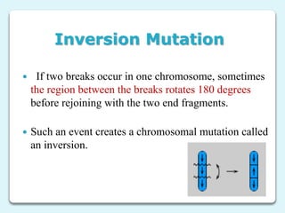 Examples Of Inversion Mutation