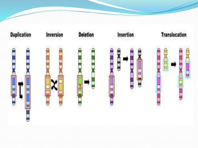 Types of mutation | PPTX