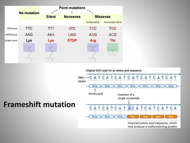 CONCEPT OF MUTATION AND ITS CLASSIFICATION .pptx | Genetics | Science