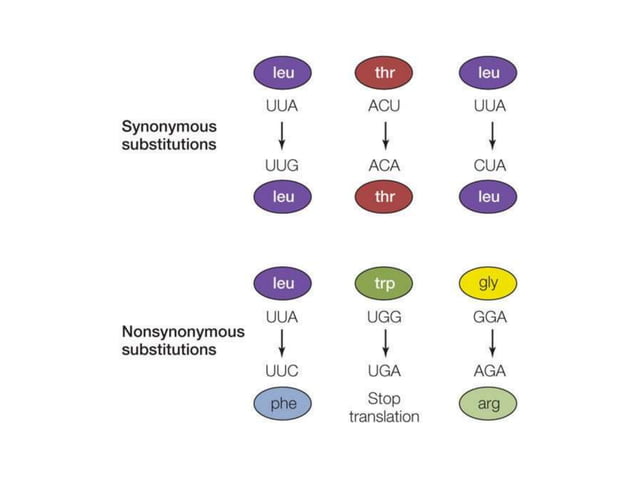 CONCEPT OF MUTATION AND ITS CLASSIFICATION .pptx | Genetics | Science