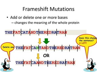 Frameshift Mutation Animation