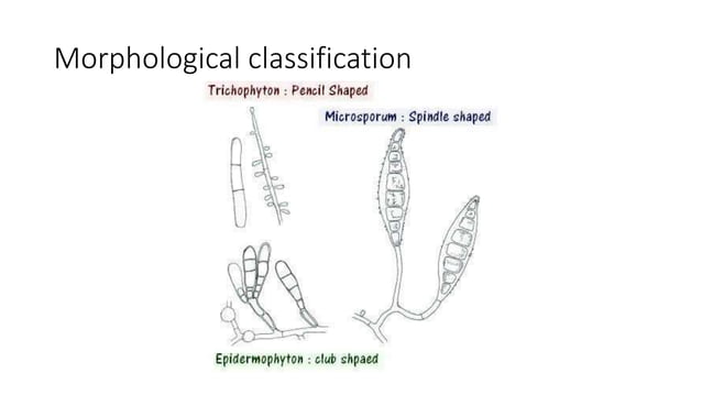 Types of mycosis, dermatophytes, chromomycosis. | PPT | Free Download