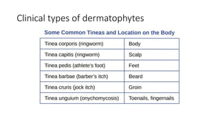 Types of mycosis, dermatophytes, chromomycosis. | PPT
