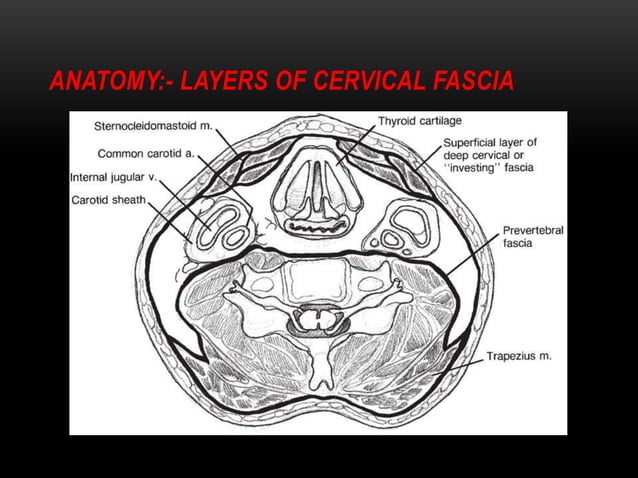 Types of neck dissection | PPTX | Ear, Nose and Throat Conditions ...