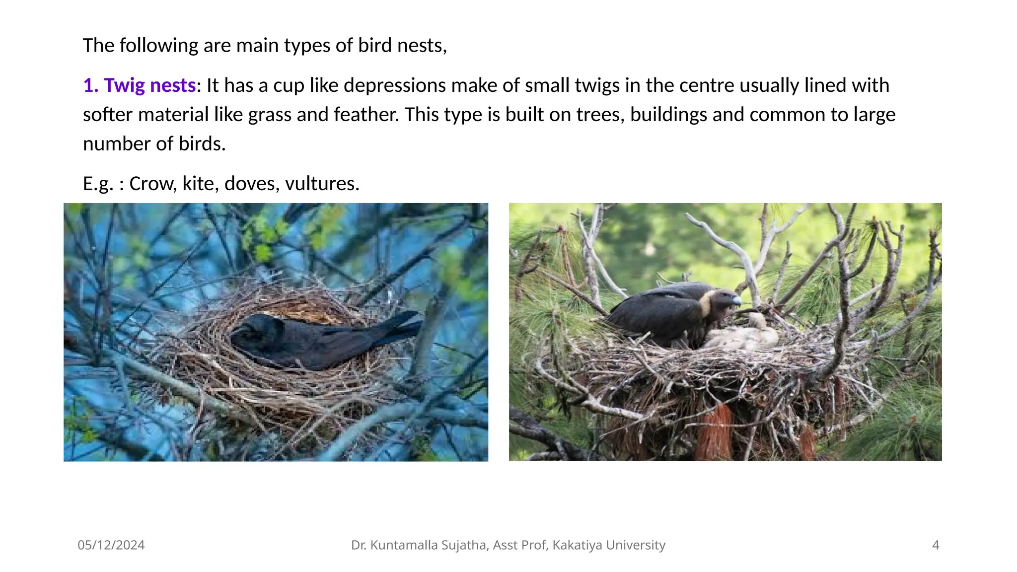 Types of nesting's - different types of nests.pptx