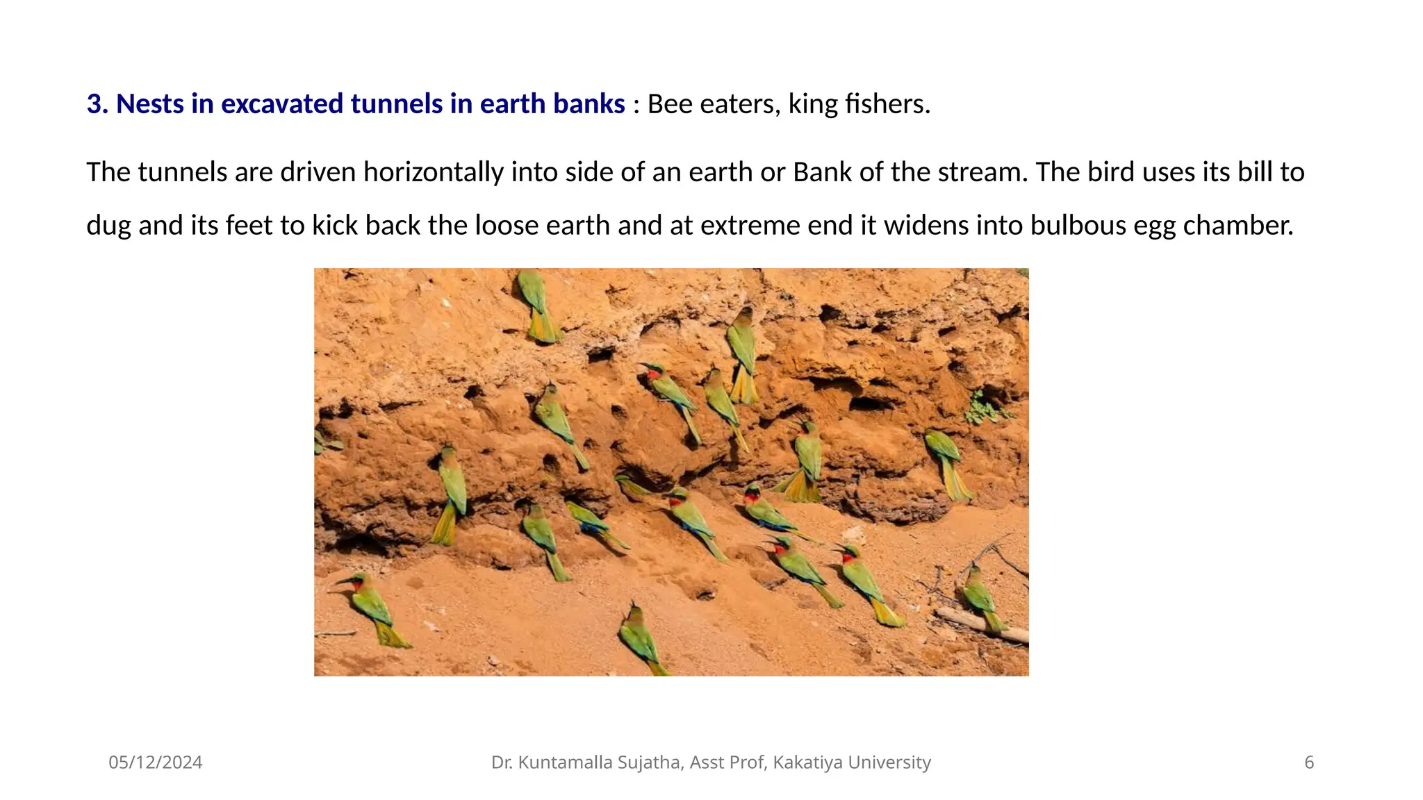 Types of nesting's - different types of nests.pptx