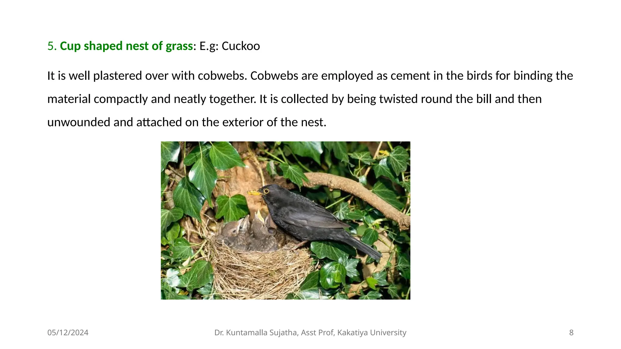 Types of nesting's - different types of nests.pptx