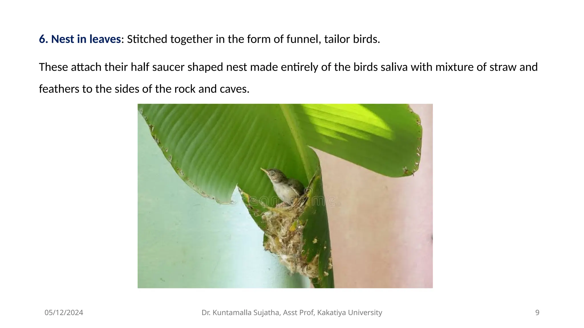 Types of nesting's - different types of nests.pptx