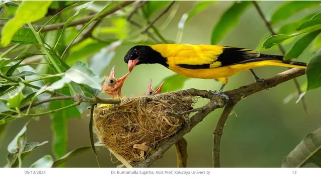 Types of nesting's - different types of nests.pptx