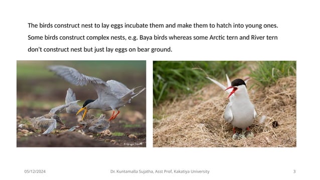 Types of nesting's - different types of nests.pptx