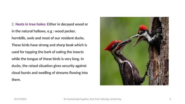 Types of nesting's - different types of nests.pptx