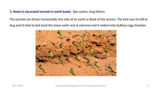 Types of nesting's - different types of nests.pptx